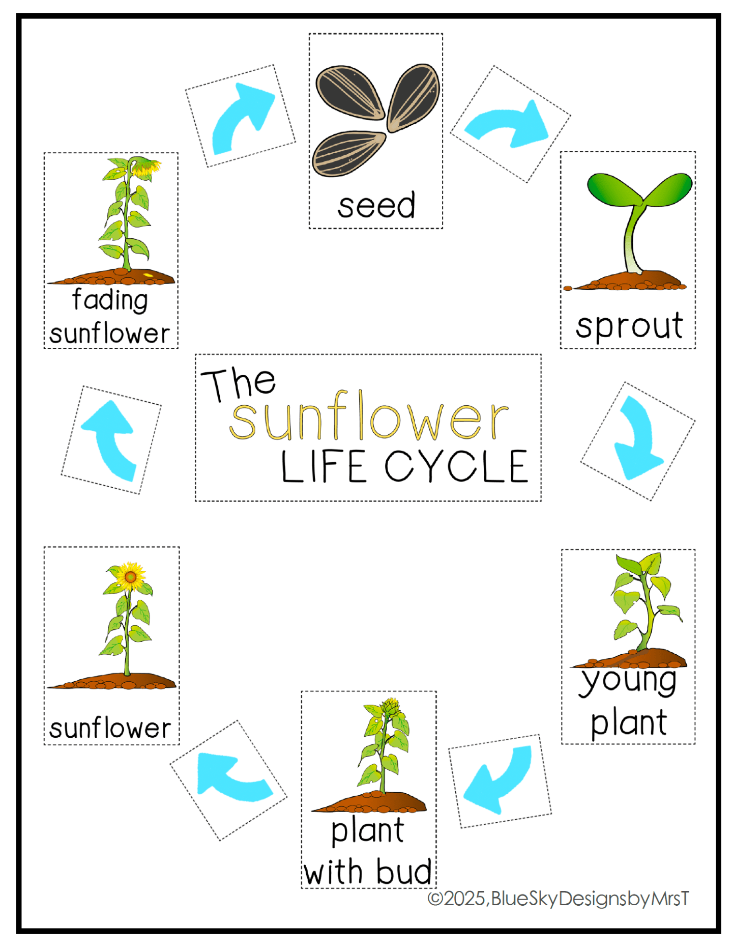 6 Fun and Easy Plant Life Cycle Activities for Kids – Mrs T's Musings